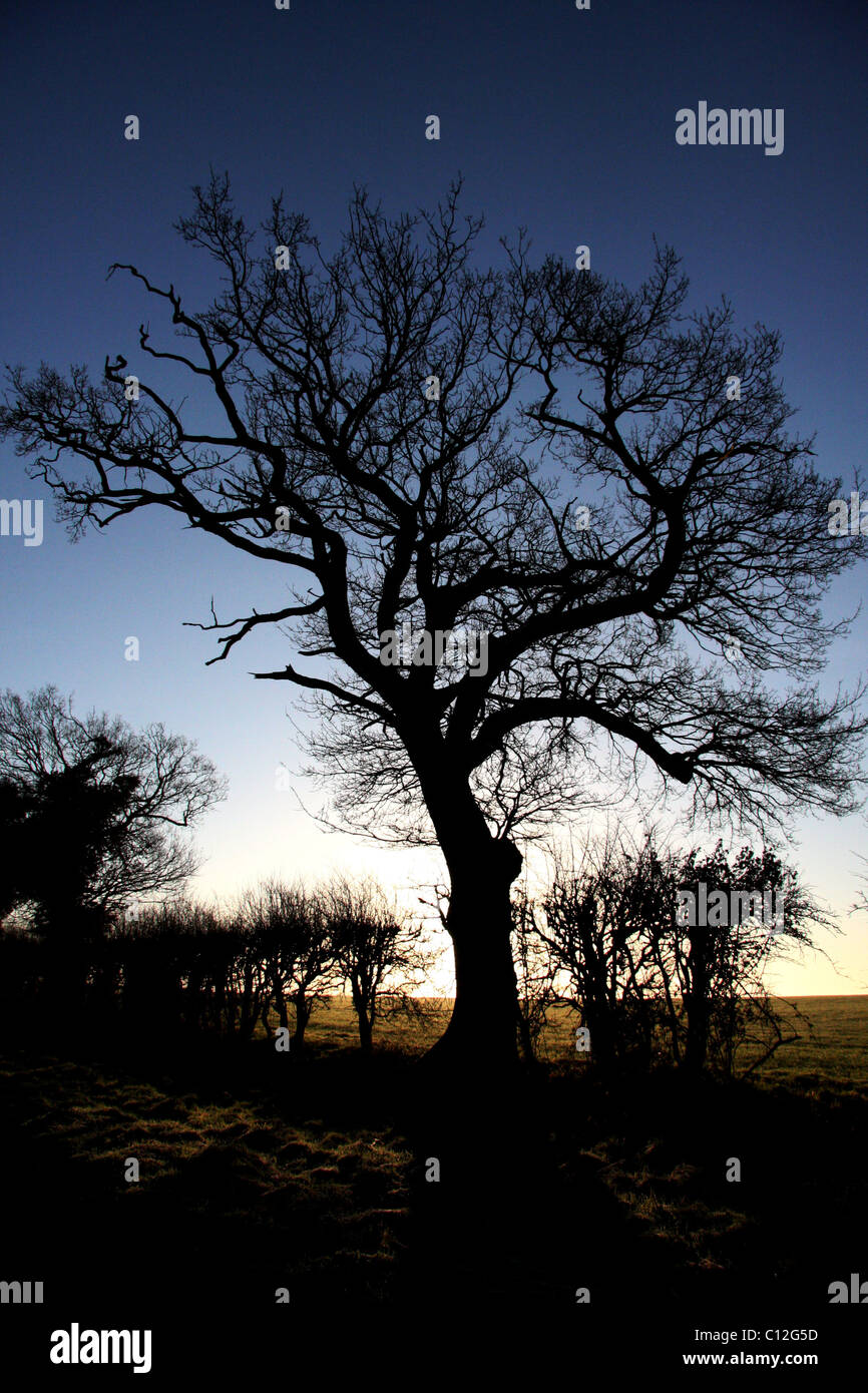 oak tree in early morning Stock Photo - Alamy