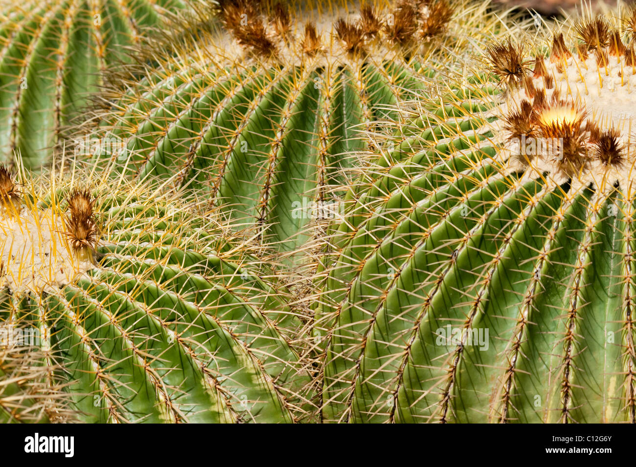 Symmetrical patterns of barrel-shaped cactus in the southwestern desert ...