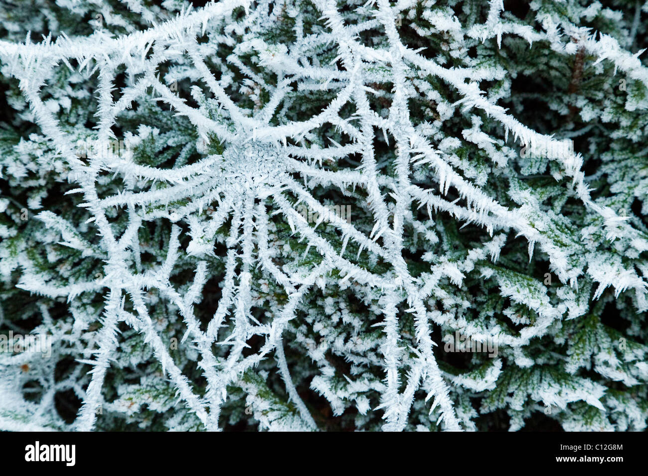 Cobweb hi-res stock photography and images - Alamy