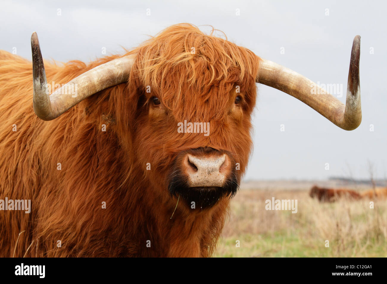 A Highland cow looking straight at camera Stock Photo - Alamy