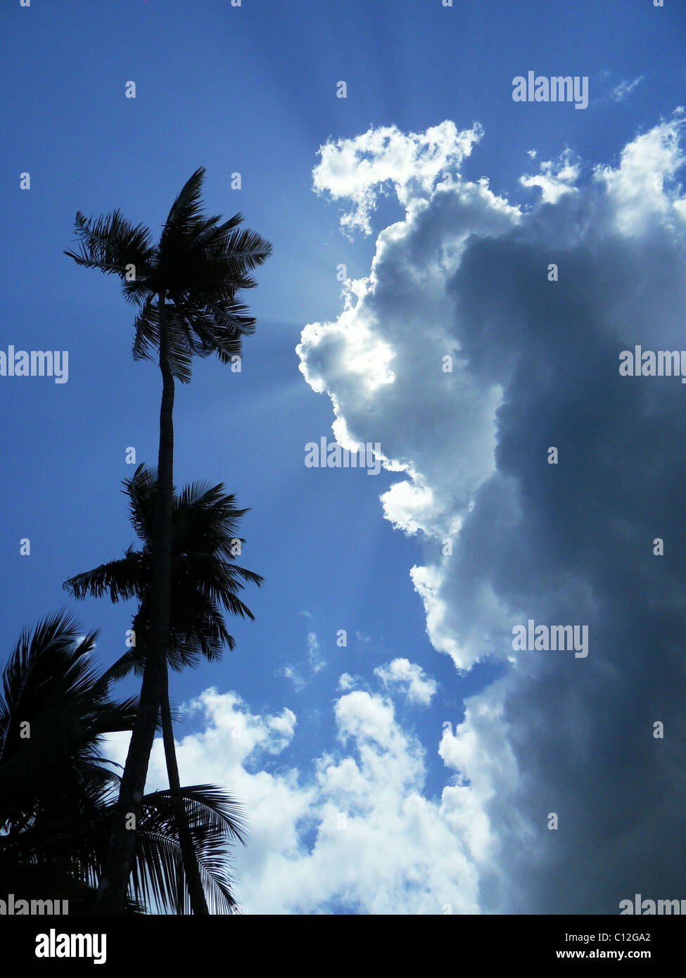 Sun & Palm trees Stock Photo - Alamy