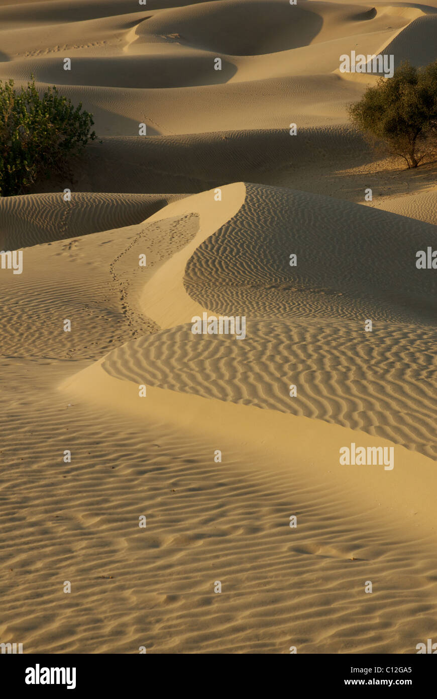 Desert biome hi-res stock photography and images - Alamy