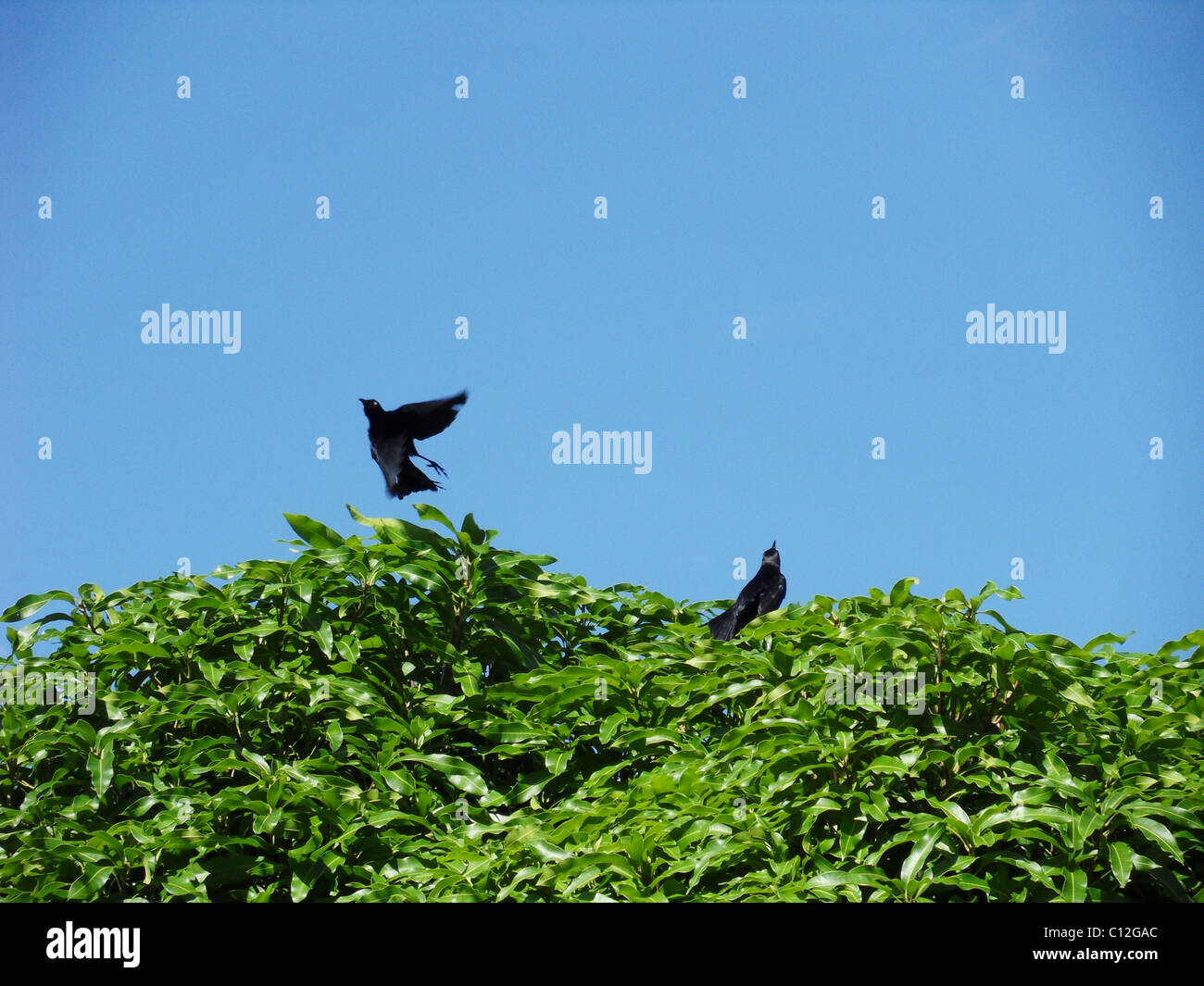 Two Black Birds Stock Photo - Alamy