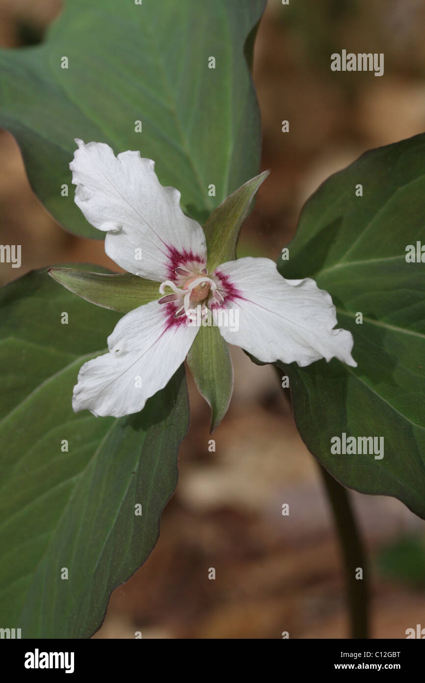 Undulatum hi-res stock photography and images - Alamy