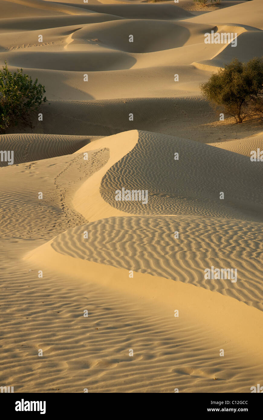 Shot of desert sand dunes with long shadows Stock Photo - Alamy