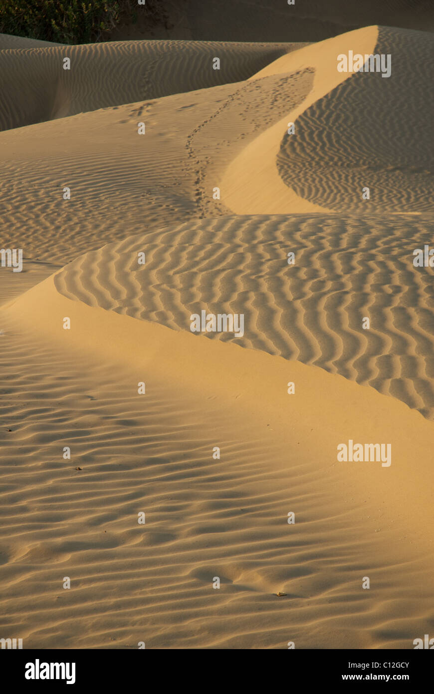 Arid desert biome hi-res stock photography and images - Alamy