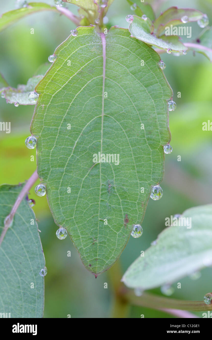 Guttation from hydathodes in the margin of a jewelweed leaf Stock Photo ...