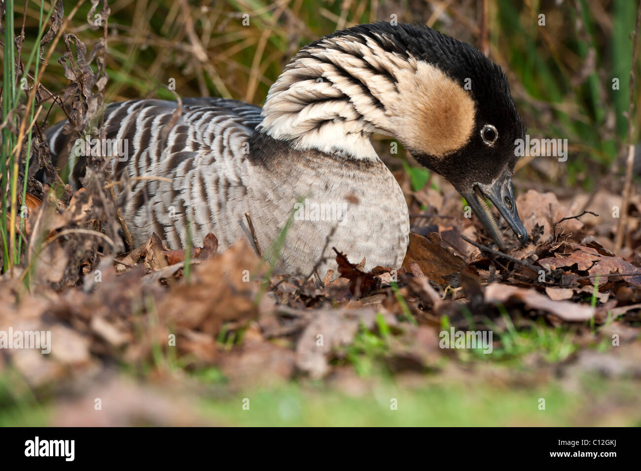 Nene Goose - Also known as Hawaiian Goose Stock Photo - Alamy