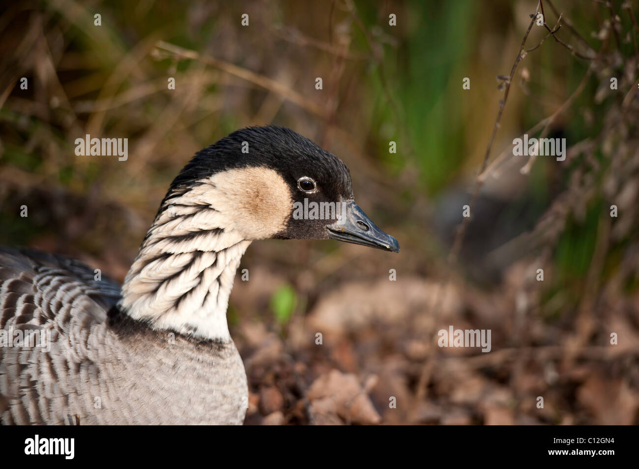 Nene Goose - Also known as Hawaiian Goose Stock Photo - Alamy