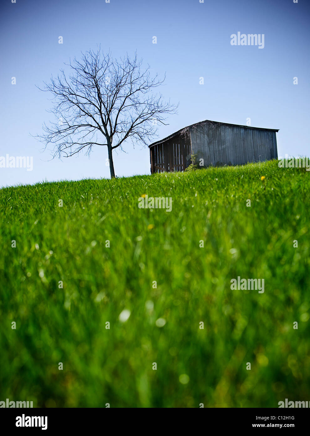 Barn Grass High Resolution Stock Photography and Images - Alamy