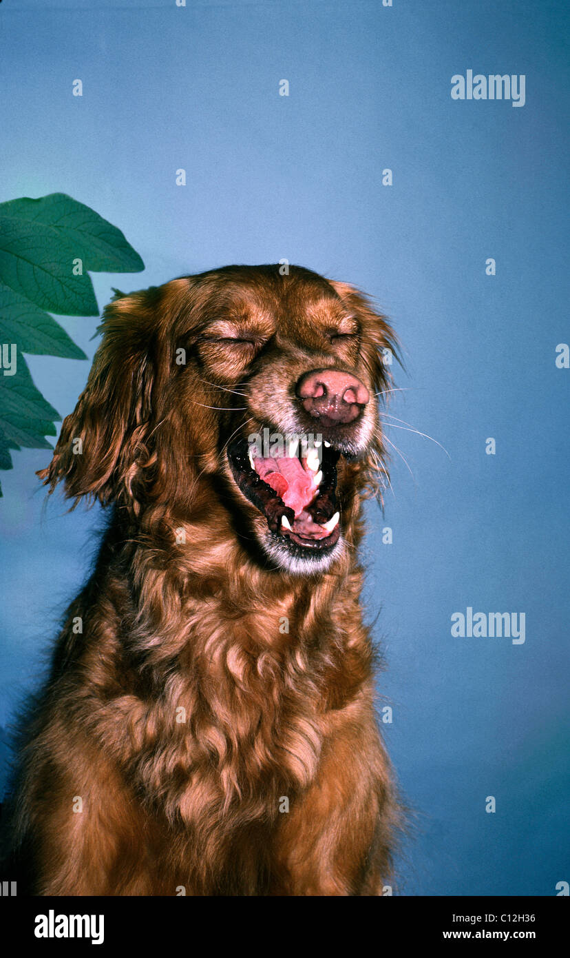 Irish Setter dog makes an amazing and funny face, possibly yawning ...