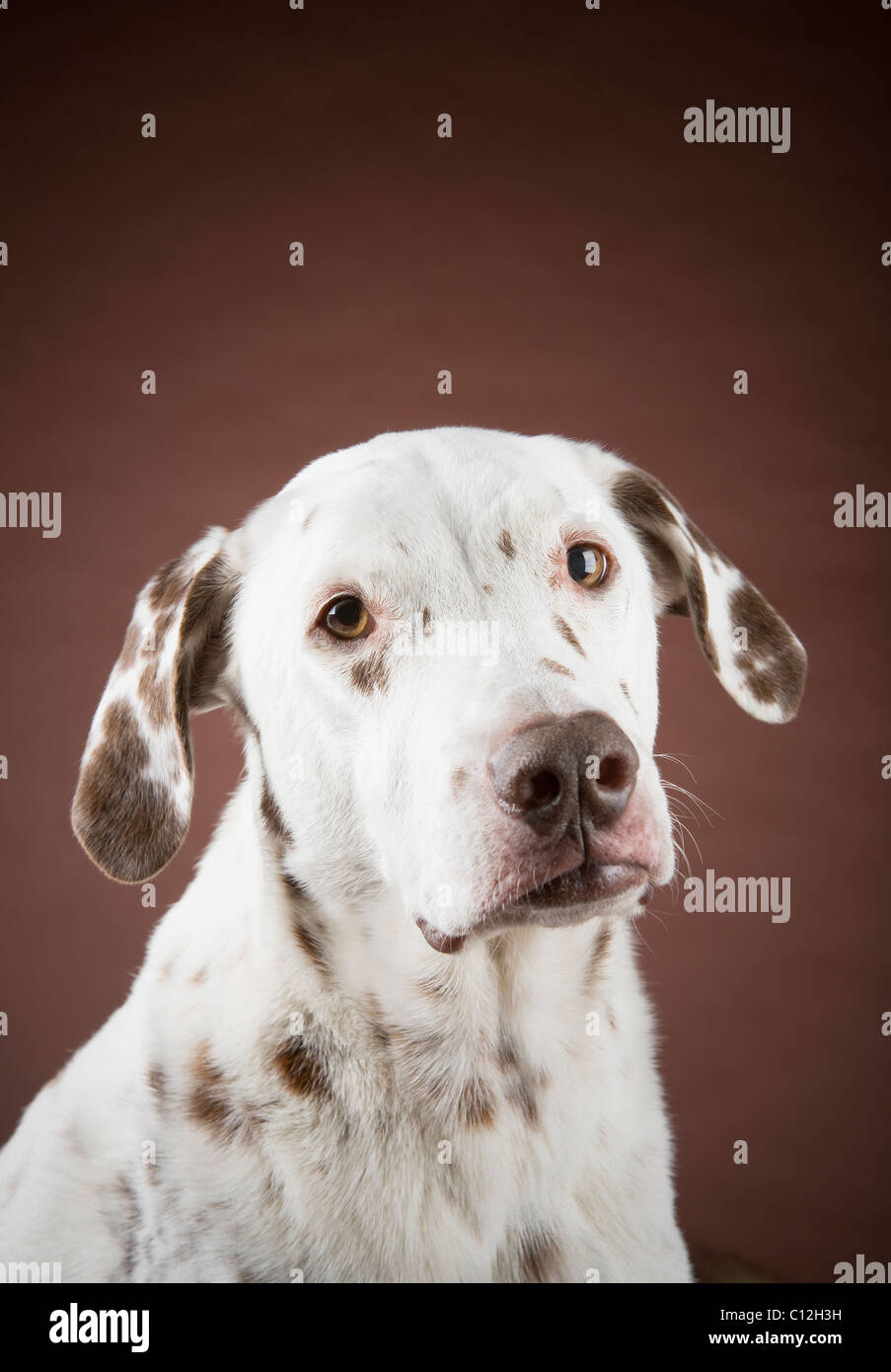 Liver spotted dalmatian hi-res stock photography and images - Alamy