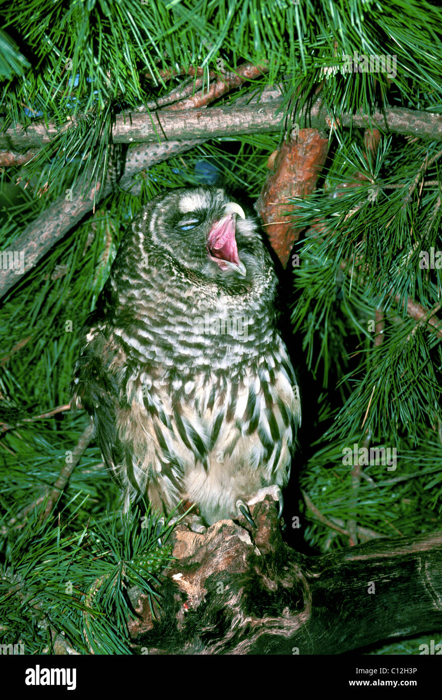 Barred owl mouth open hi-res stock photography and images - Alamy