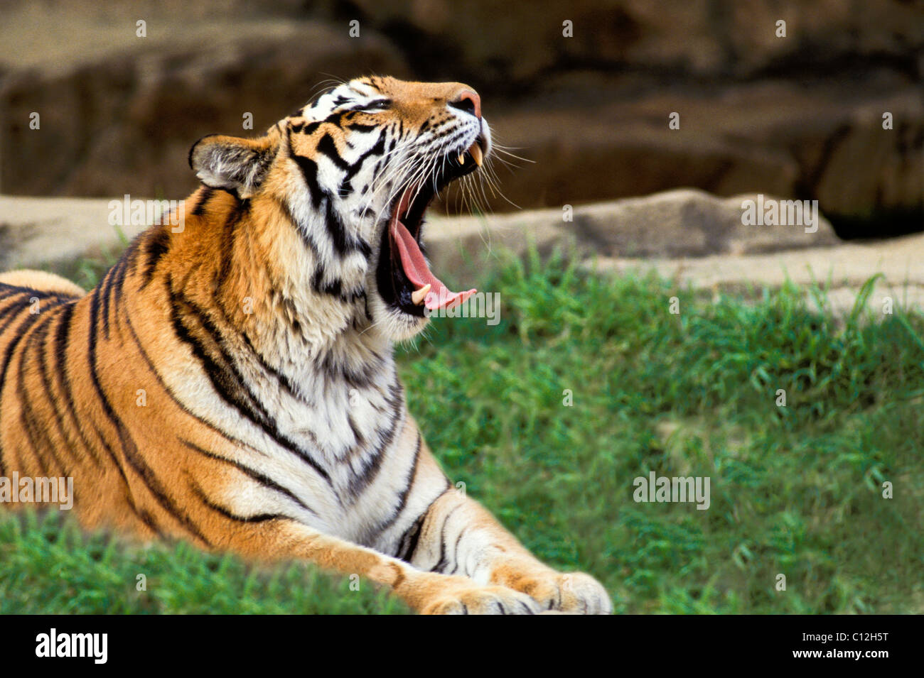 Side view siberian tiger yawning hi-res stock photography and images ...