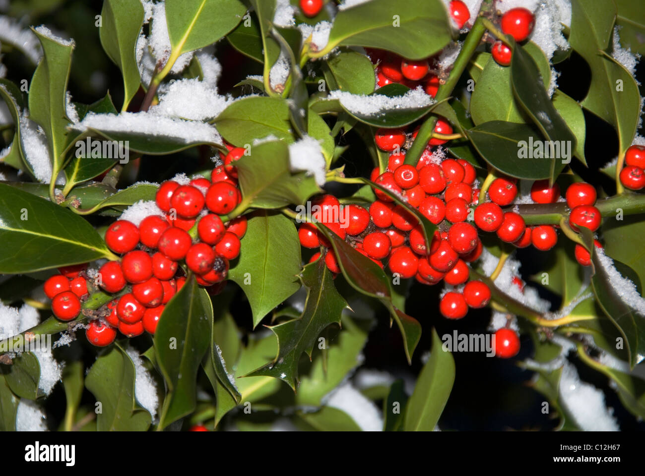 A dusting of snow creates a festive feel to a berry ladened Holly tree ...