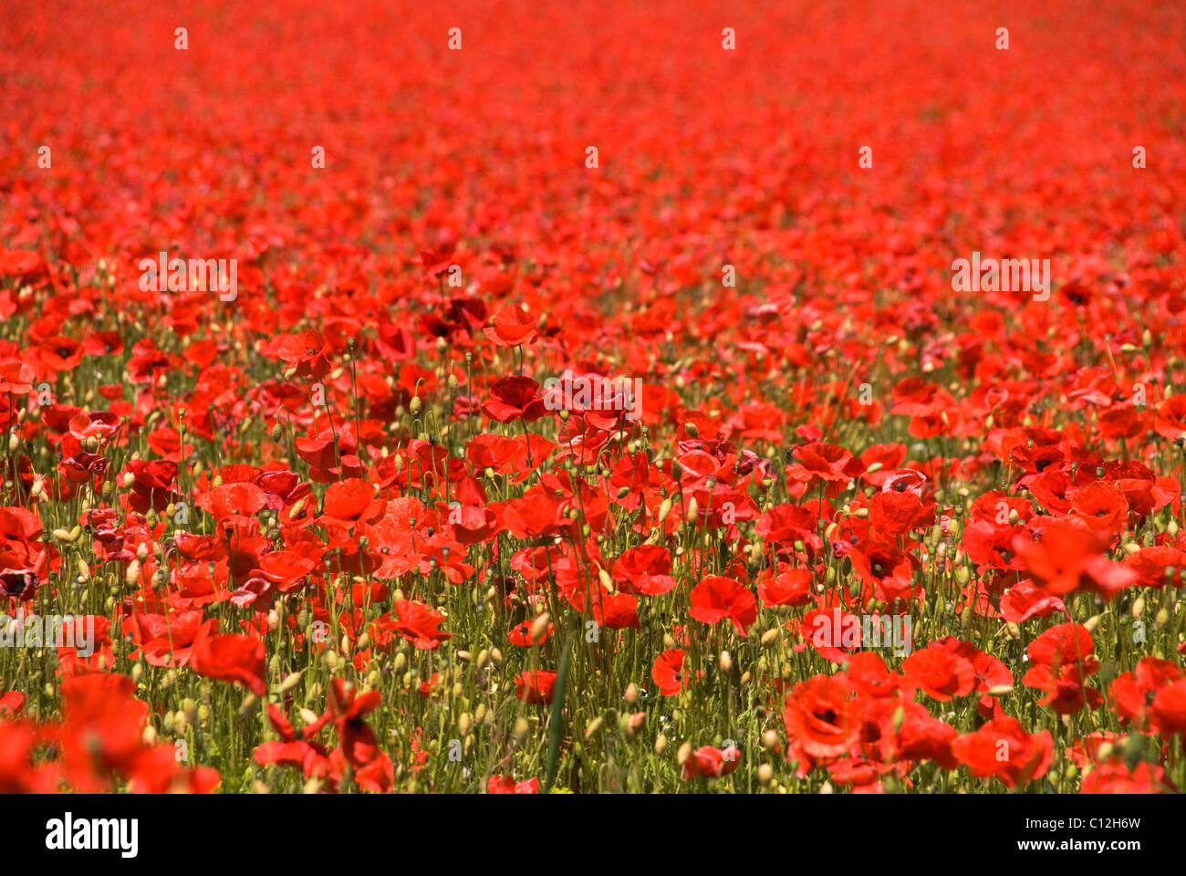 Red Poppy Carpet High Resolution Stock Photography and Images - Alamy