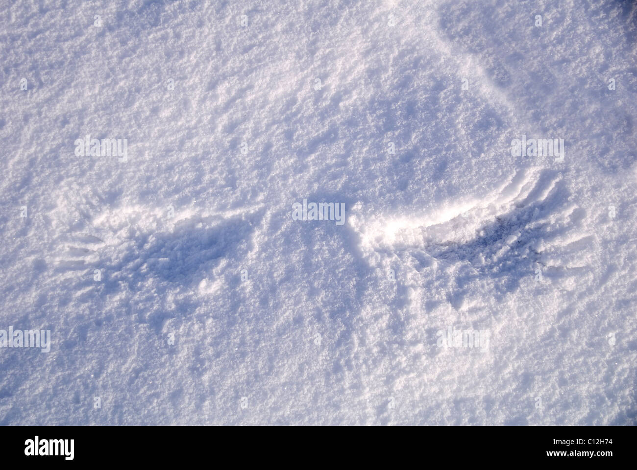 Predator tracks in the snow Stock Photo - Alamy
