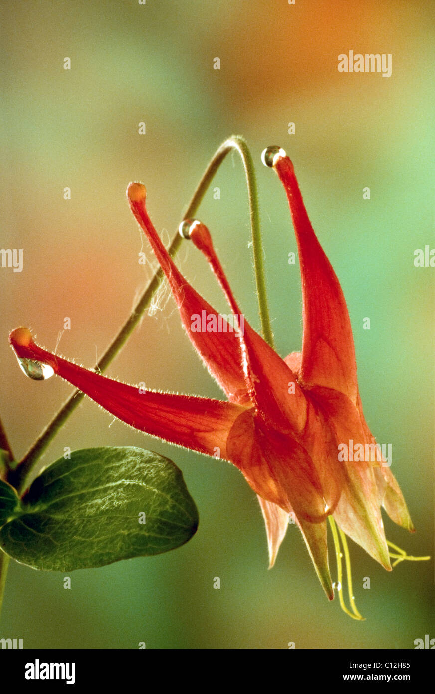 Columbine flower, Aquilegia in green and orange with dew on petals ...