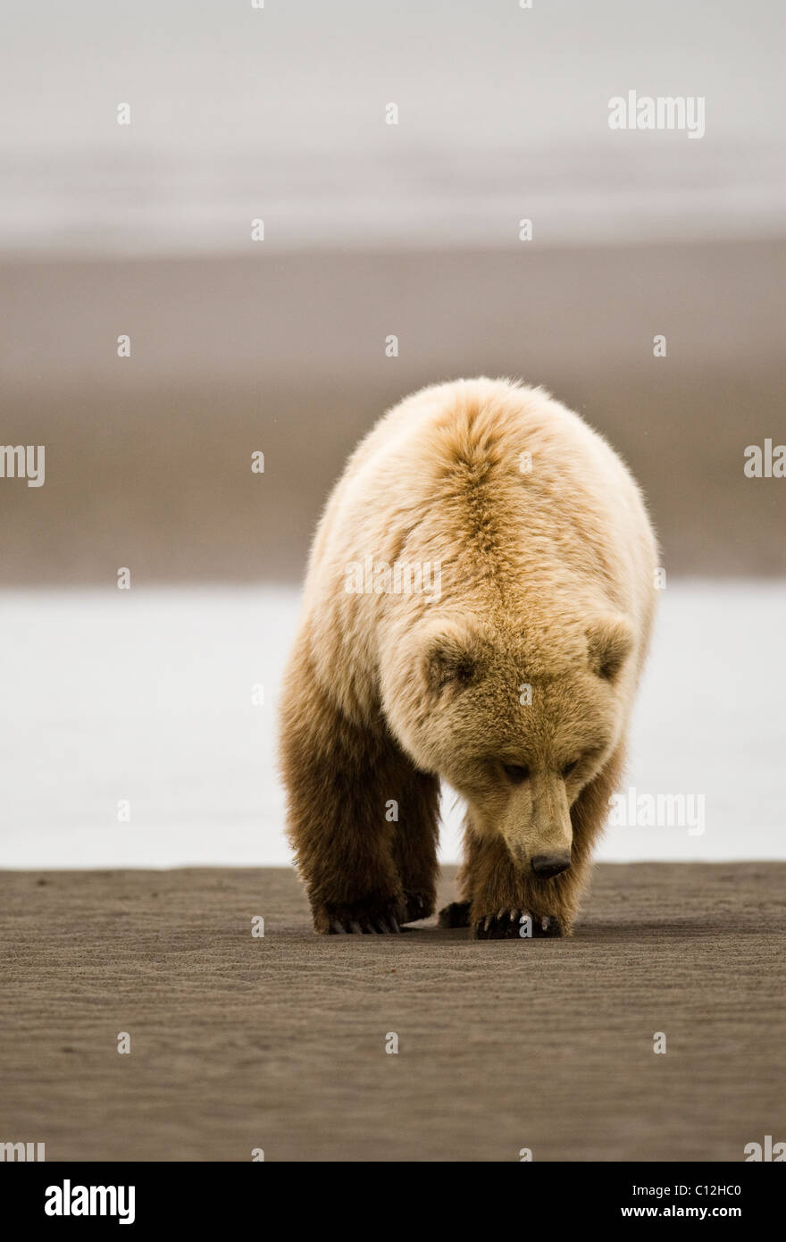 American razor clams hi-res stock photography and images - Alamy