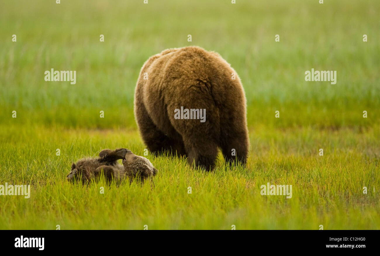 Grizzly bear cub hi-res stock photography and images - Alamy