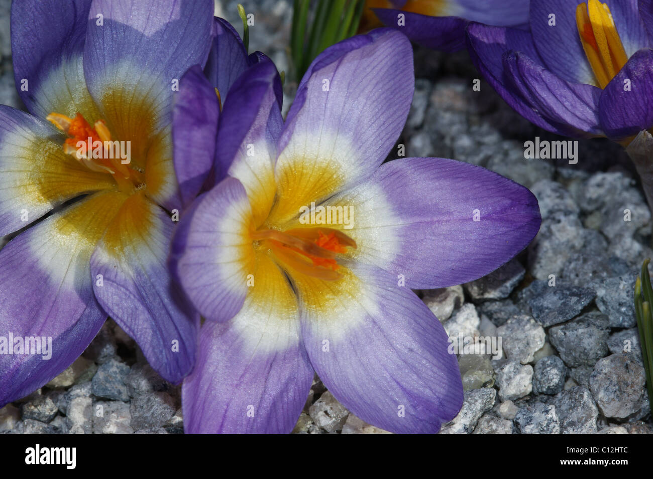 Crocus sieberi 'Tricolor' Stock Photo - Alamy
