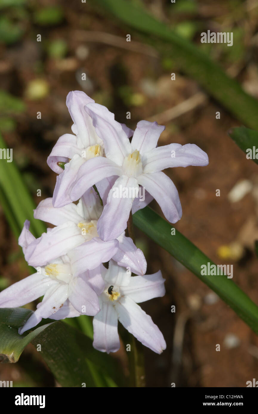 Chionodoxa bulb hi-res stock photography and images - Alamy