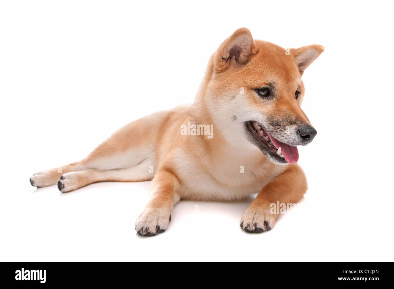 Japanese Shiba Inu dog Stock Photo - Alamy