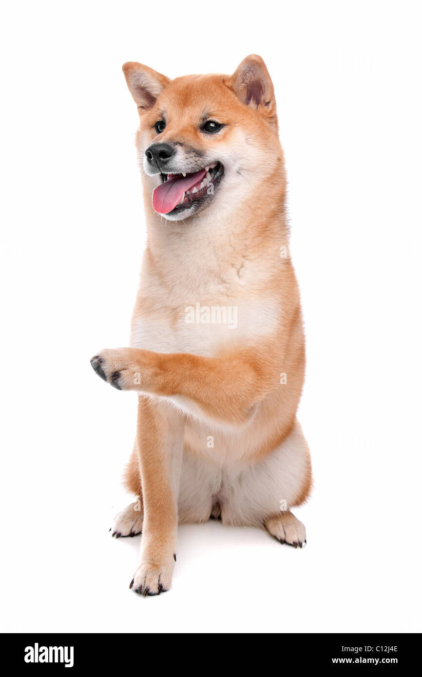 Japanese Shiba Inu dog Stock Photo - Alamy