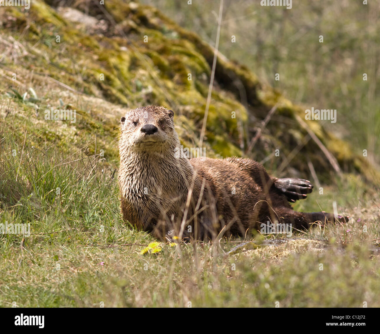 Wild River Otter Stock Photo - Alamy