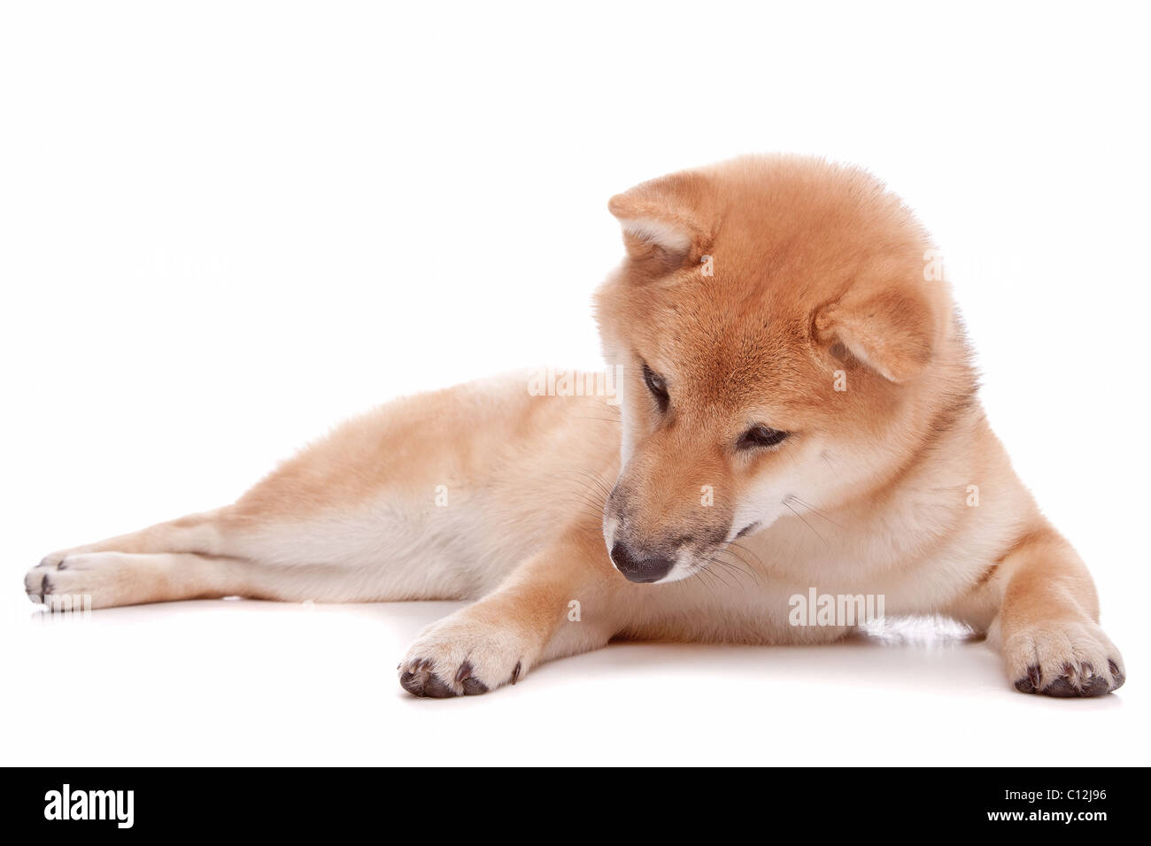 Japanese Shiba Inu dog Stock Photo - Alamy