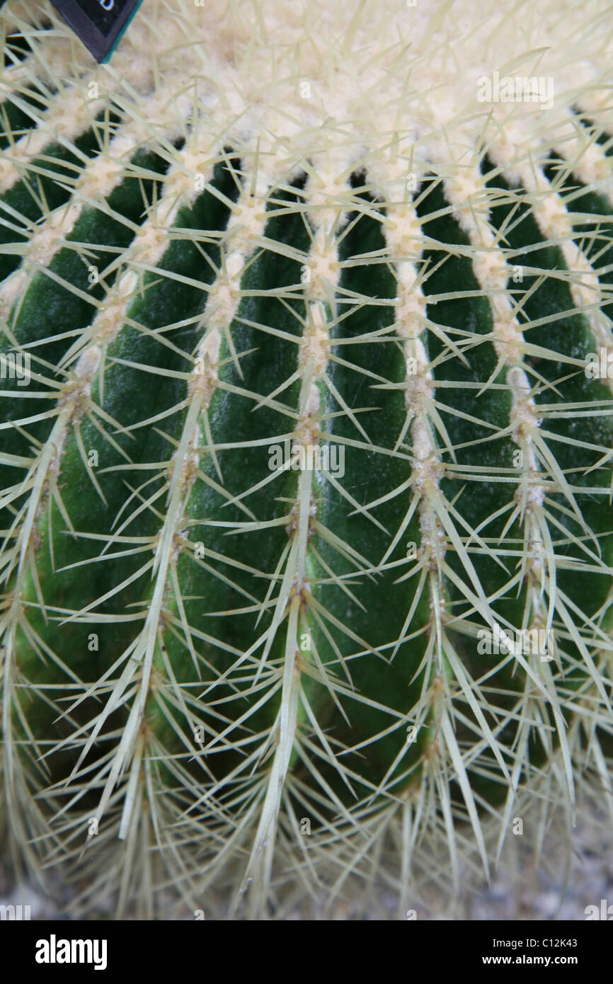 Ribs of a Golden Barrel Cactus Stock Photo - Alamy