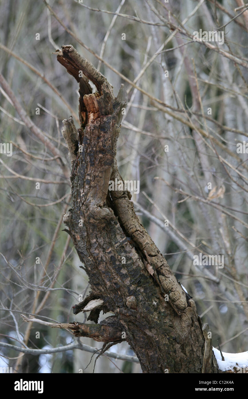 Dragon in a tree stump Stock Photo - Alamy