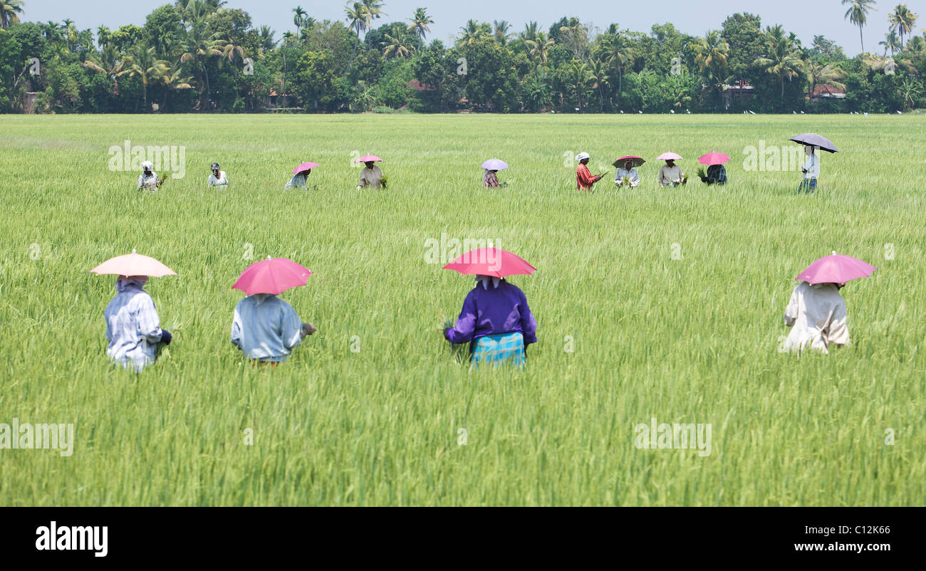 Cultivating rice, Kerala, India Stock Photo - Alamy