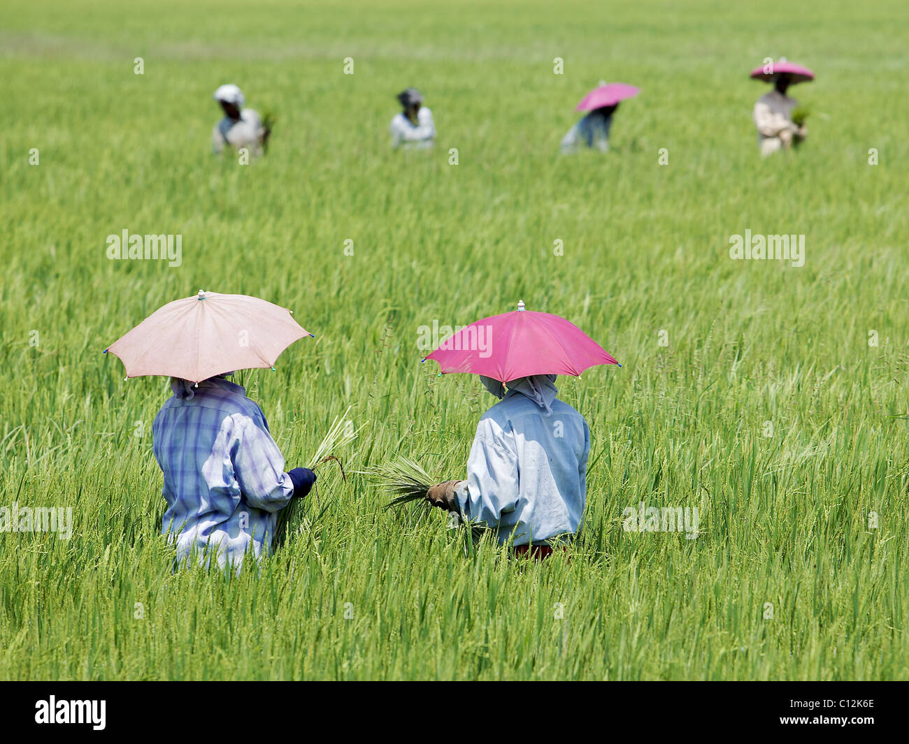 Cultivating rice, Kerala, India Stock Photo - Alamy
