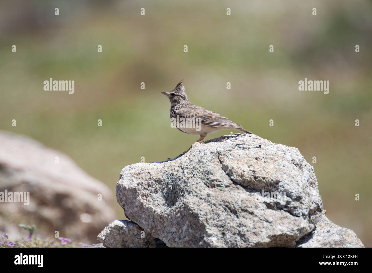 Crested Lark in Spain Stock Photo - Alamy