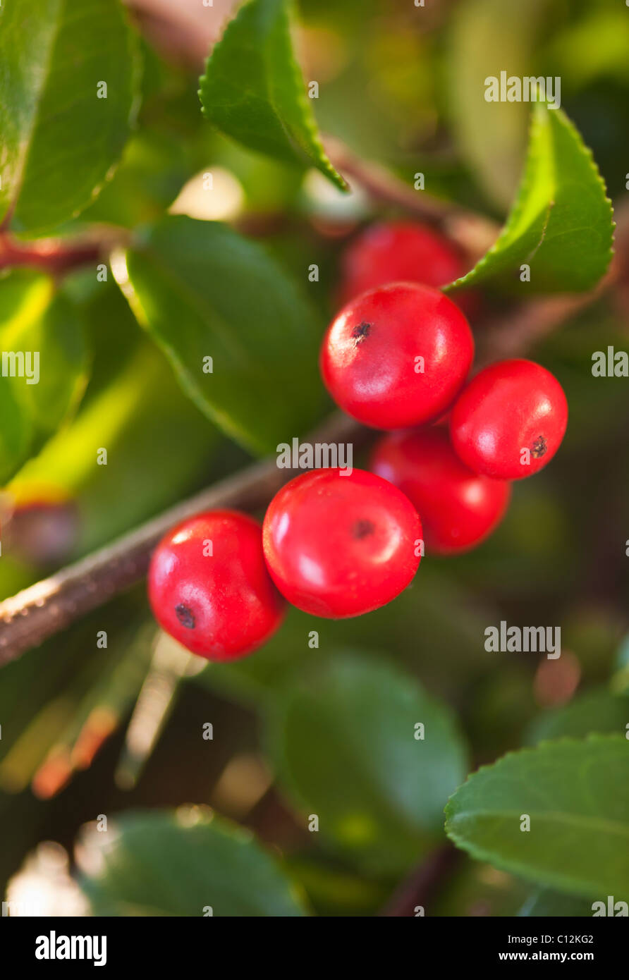 Holly berry leaf hi-res stock photography and images - Alamy