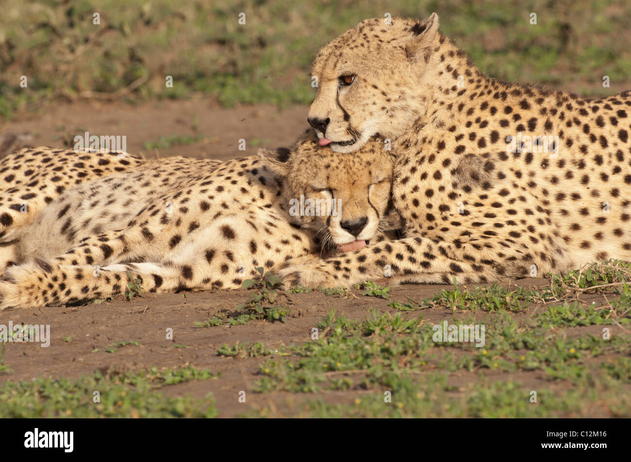 Stock photo of two cheetah brothers grooming eachother Stock Photo - Alamy