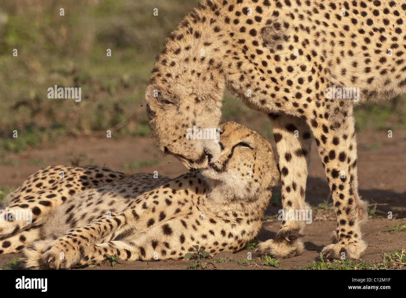 Stock photo of two cheetah brothers grooming eachother Stock Photo - Alamy