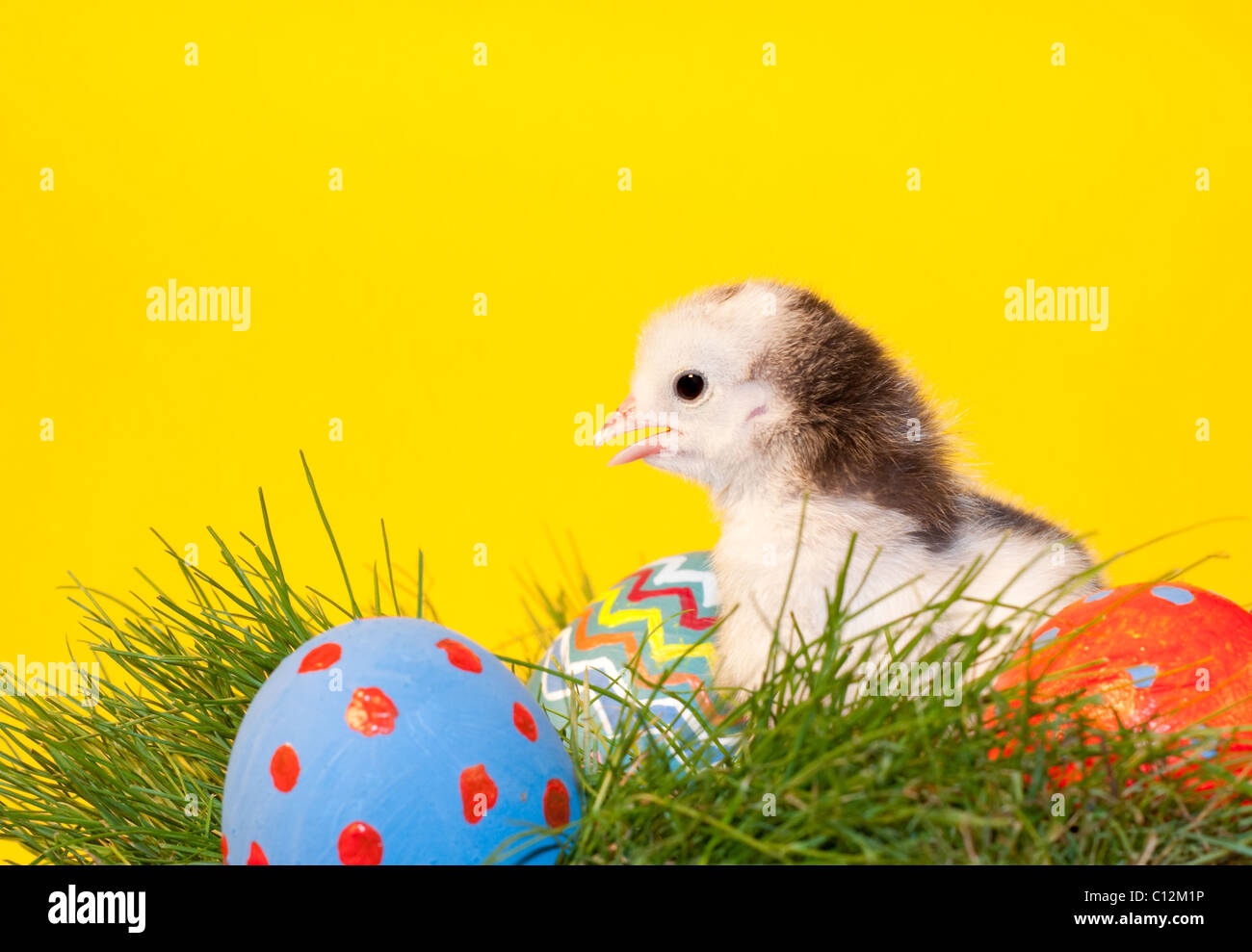 Little easter chick in basket hi-res stock photography and images - Alamy