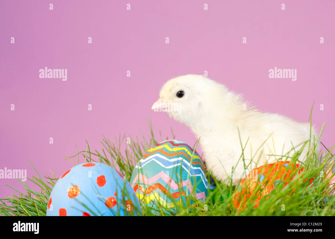 Chick egg hi-res stock photography and images - Alamy