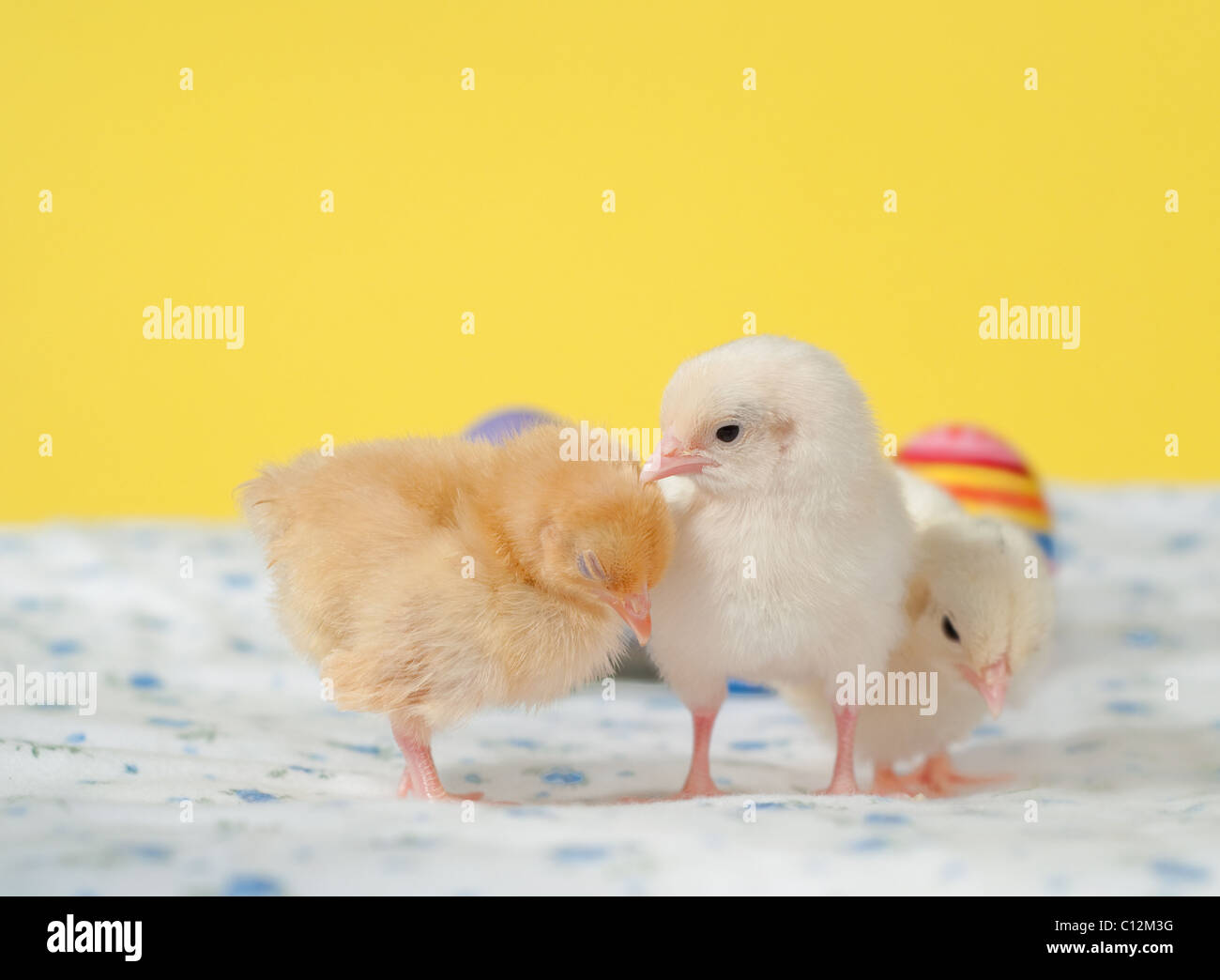 Three tiny Easter chicks against Easter yellow background Stock Photo ...