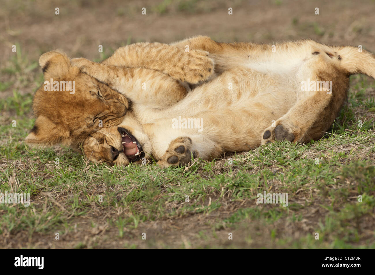 Stock photo of two lions cubs rolling around playing Stock Photo - Alamy