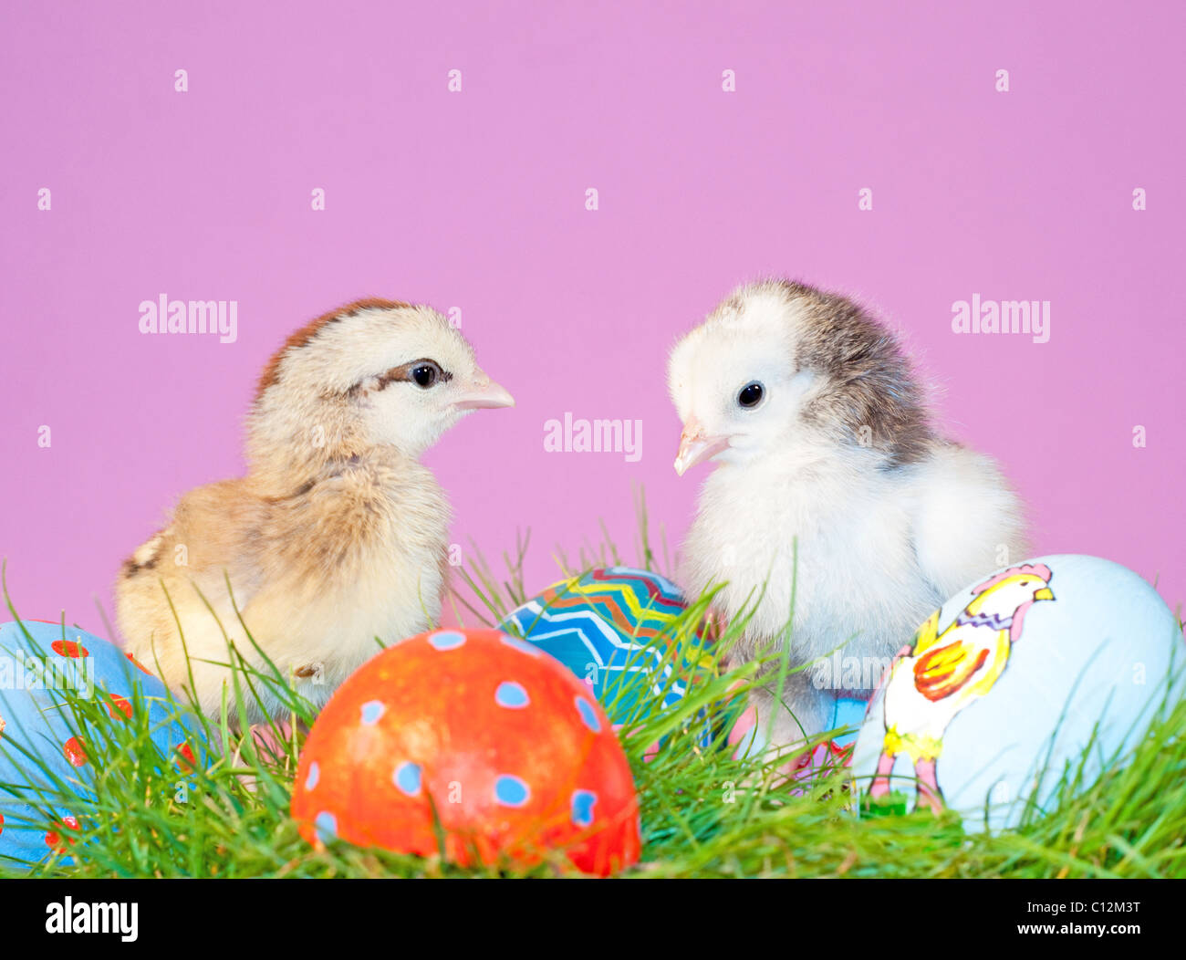 Two tiny easter chicks in grass with hand painted Easter eggs Stock ...