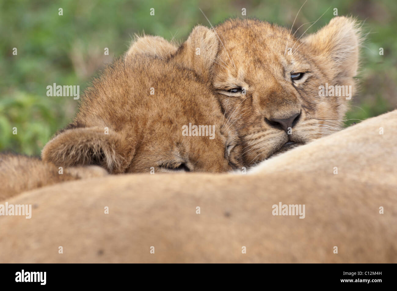 Female lions taking care of cubs hi-res stock photography and images ...