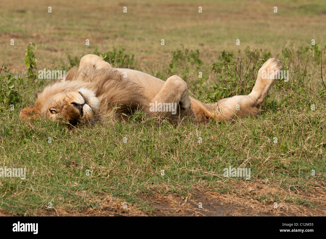 Male lion rolling on back hi-res stock photography and images - Alamy