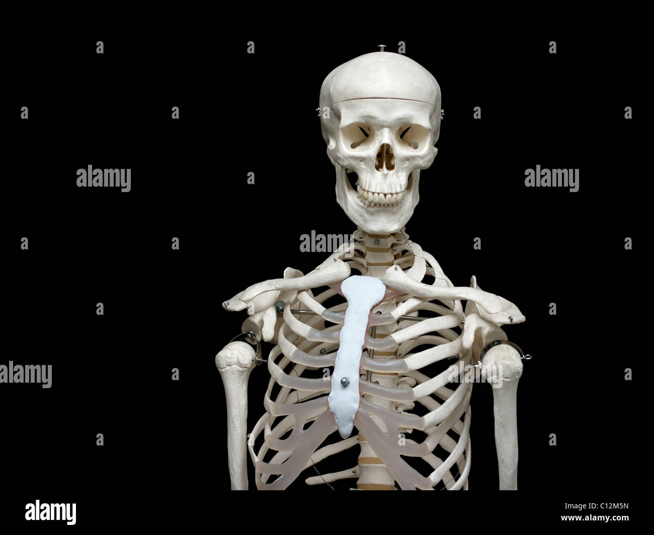 White skeleton model isolated on black background Stock Photo - Alamy
