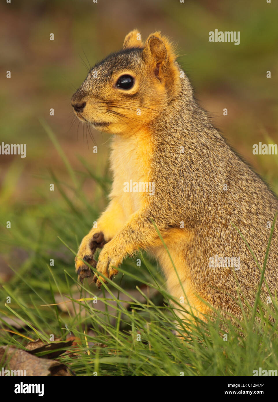 Fox squirrel hi-res stock photography and images - Alamy