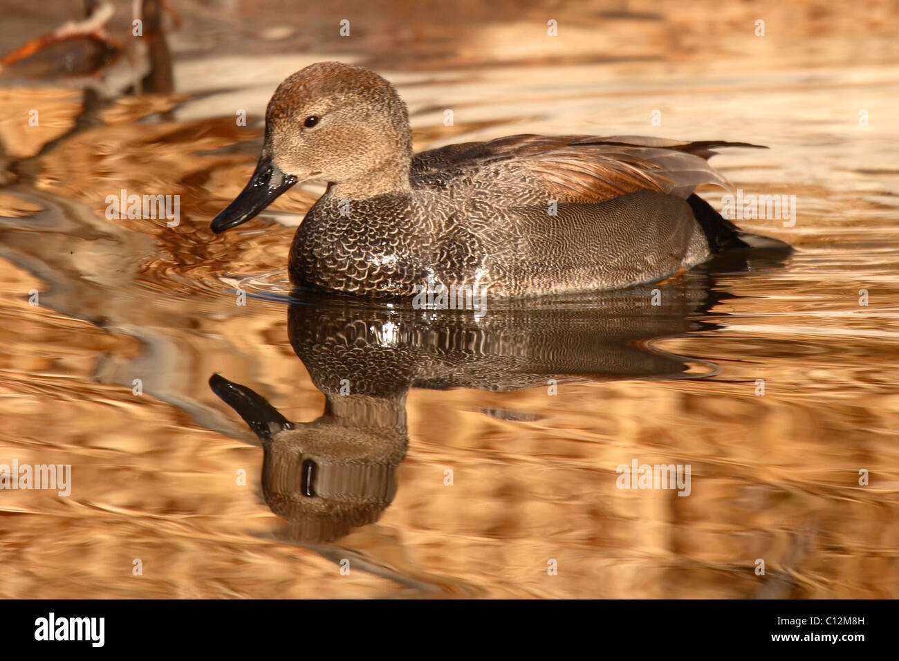 Gadwall Drake High Resolution Stock Photography and Images - Alamy
