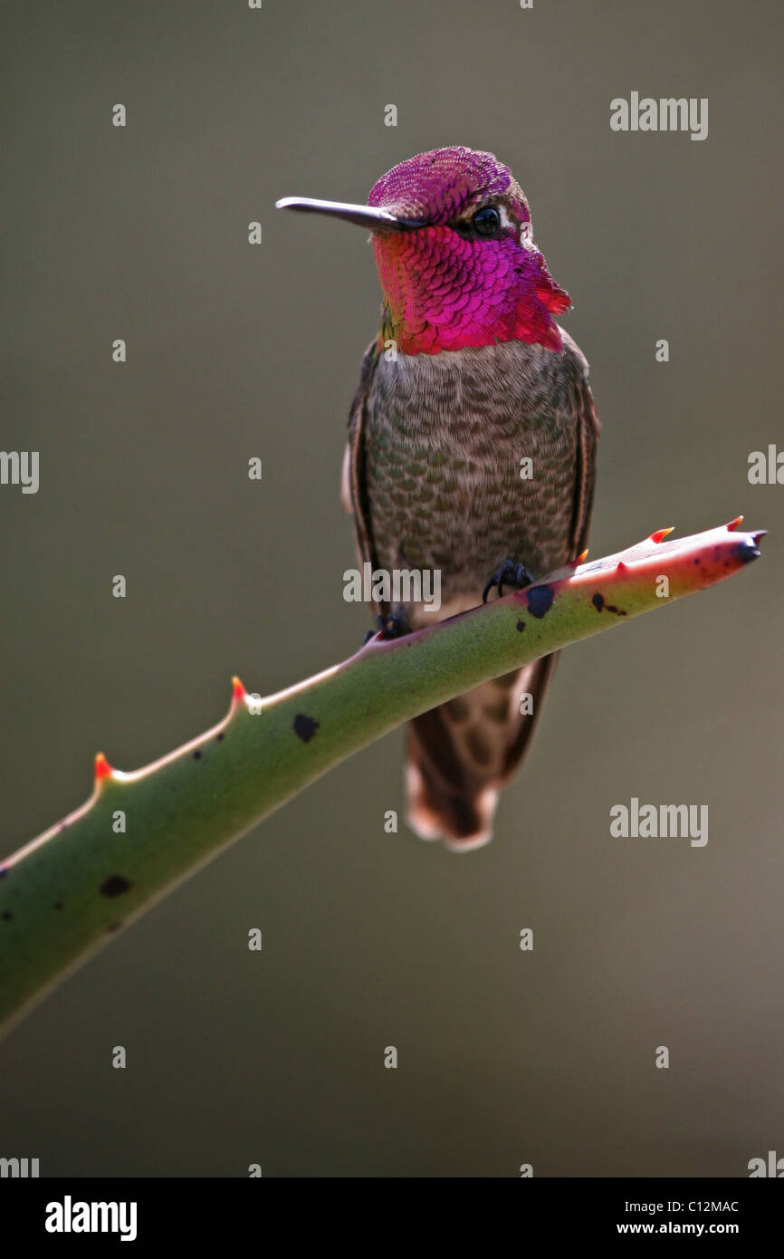 Anna's Hummingbird, Male, Perched on Aloe Stock Photo - Alamy