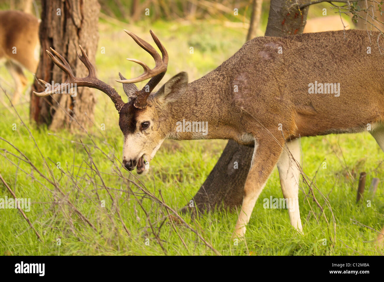 A large Black-tailed Deer buck mid-bite Stock Photo - Alamy